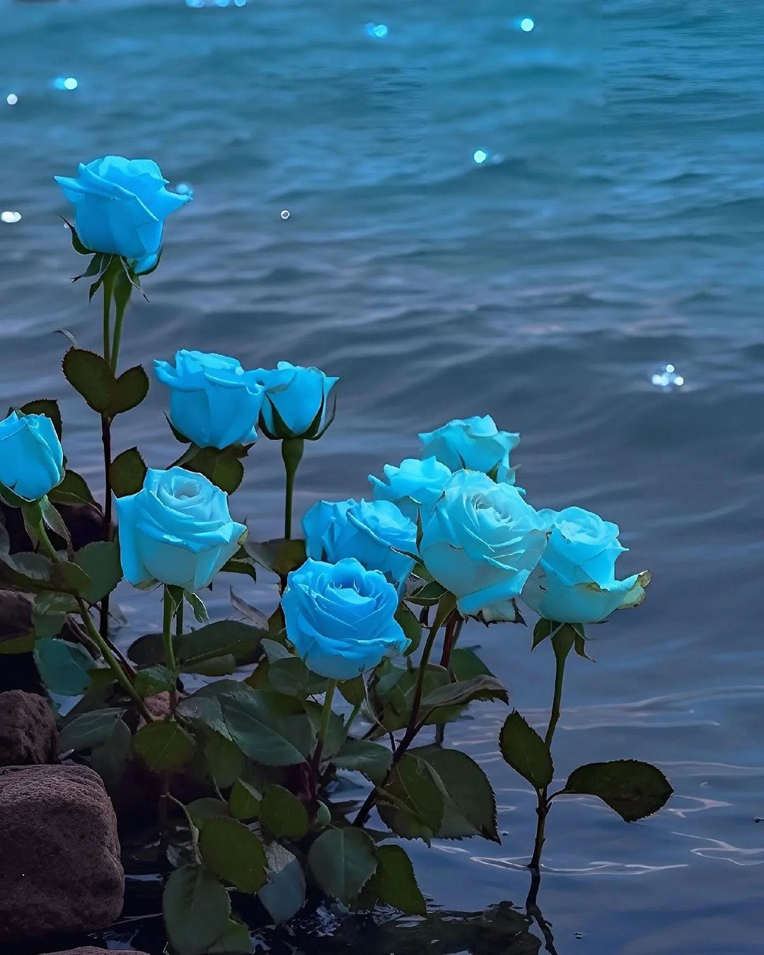 Black and Blue Roses: Unveiling The Myth