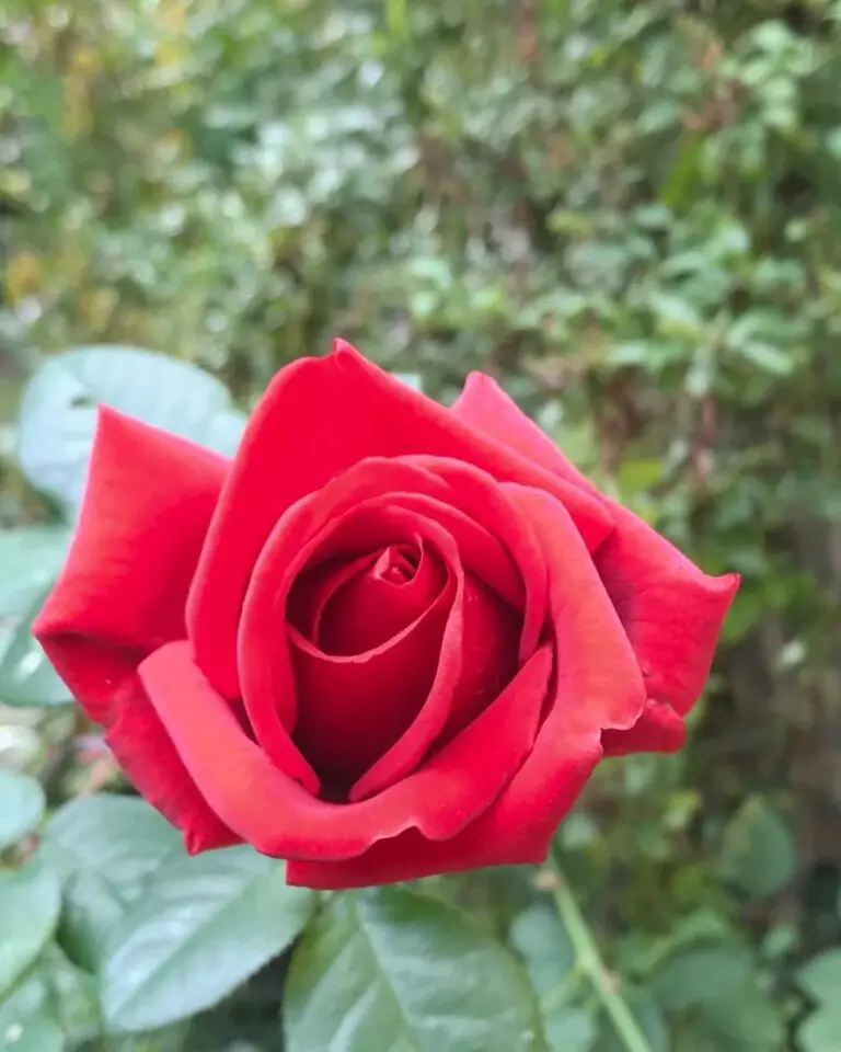 21 Most Beautiful Roses: Romantic Roses!