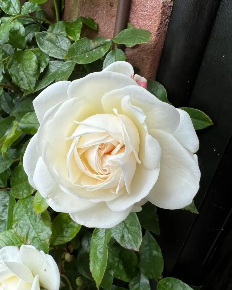 All About Iceberg Roses