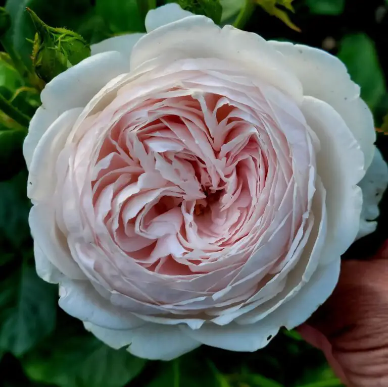All About Jackson and Perkins Roses
