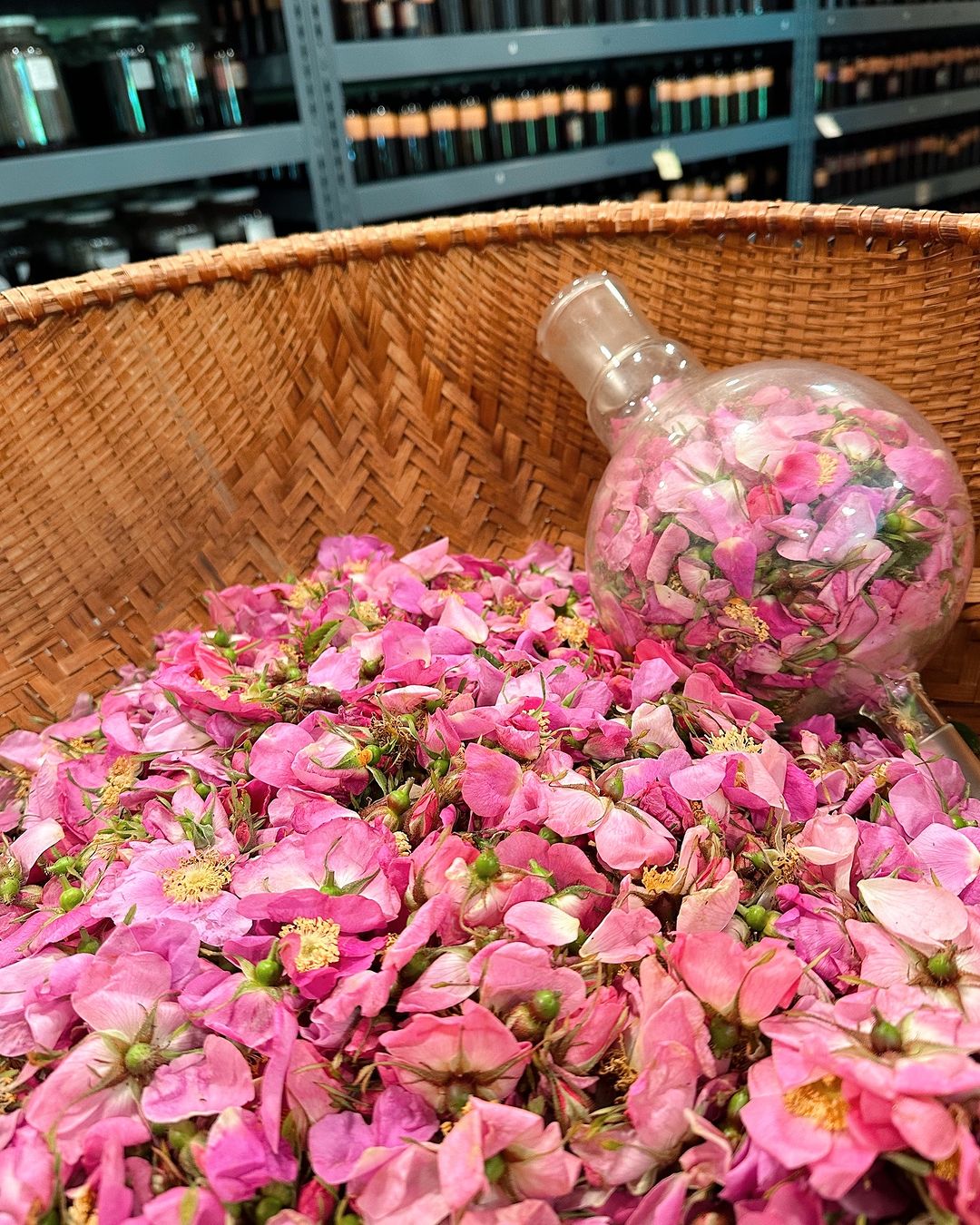 Nootka Rose Info: History and Uses
