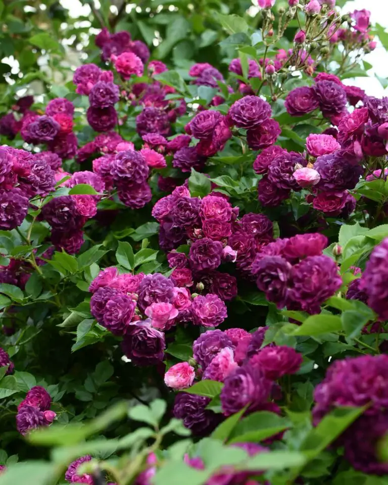 Differences Between Rambler Roses And Climbing Roses