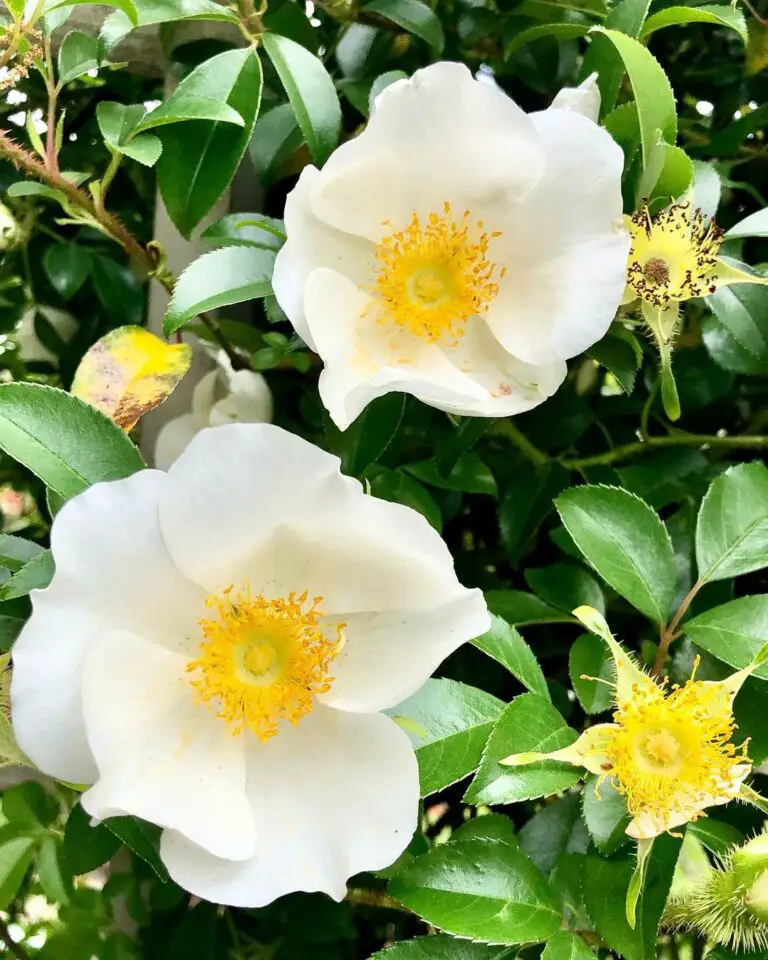 What Is Cherokee Rose: Growing Guide and Tips!