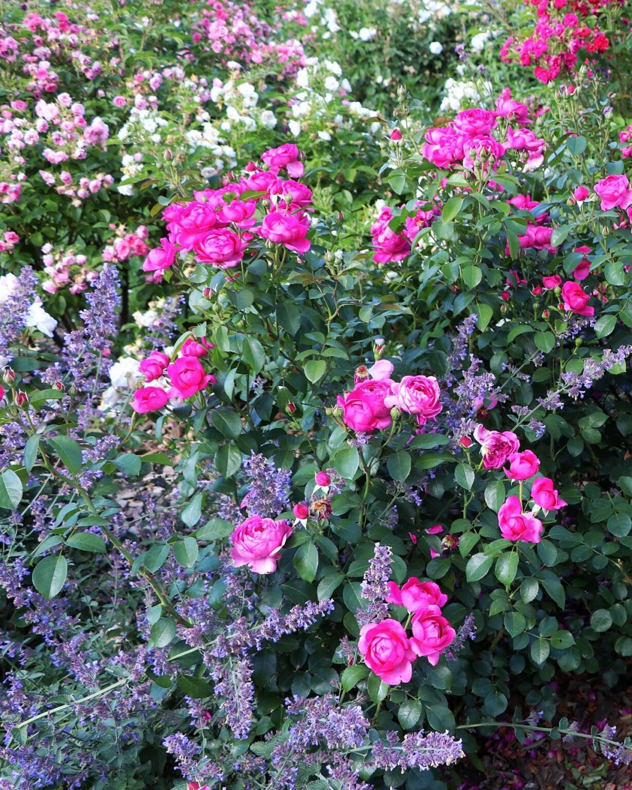 What Is A Disease Resistant Rose Bush?