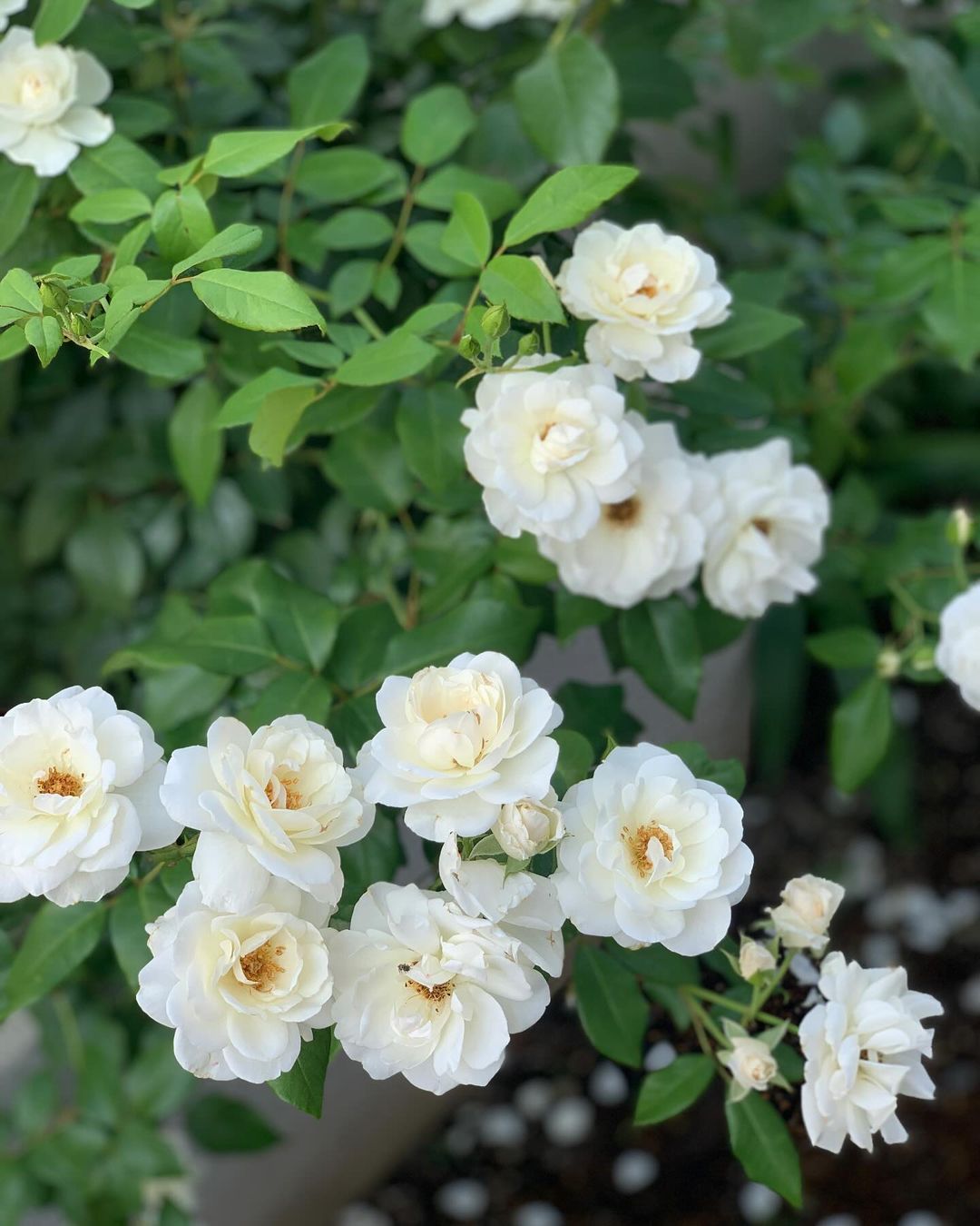 All About Iceberg Roses
