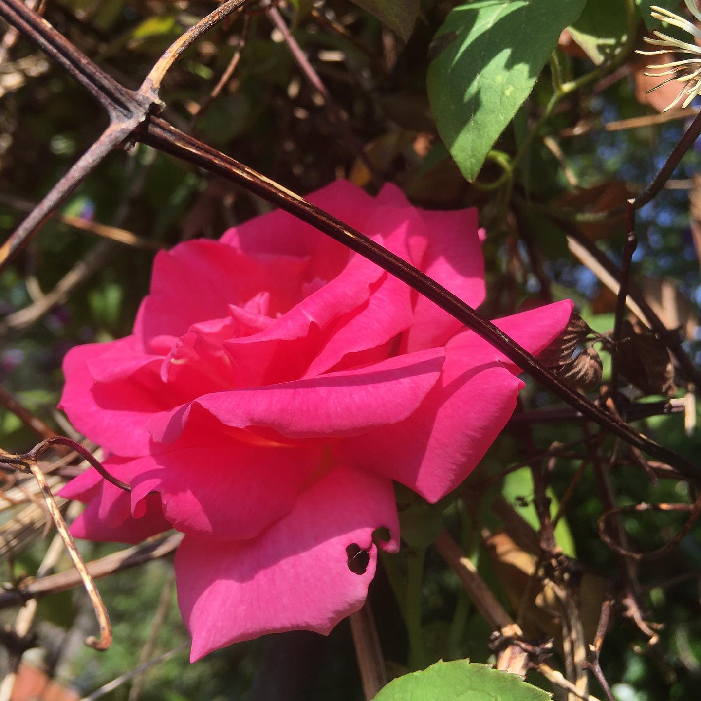 Smooth Touch Roses or Thornless Roses