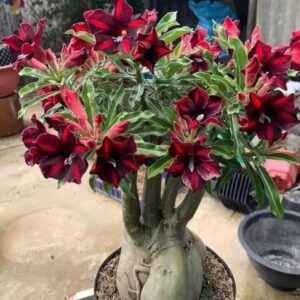 What's the Best Fertilizer For Desert Roses?