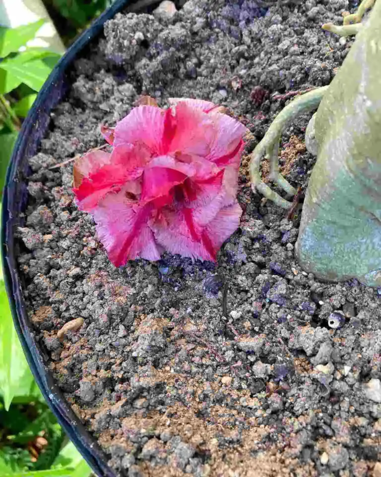 What is the Best Soil Type for Desert Roses?