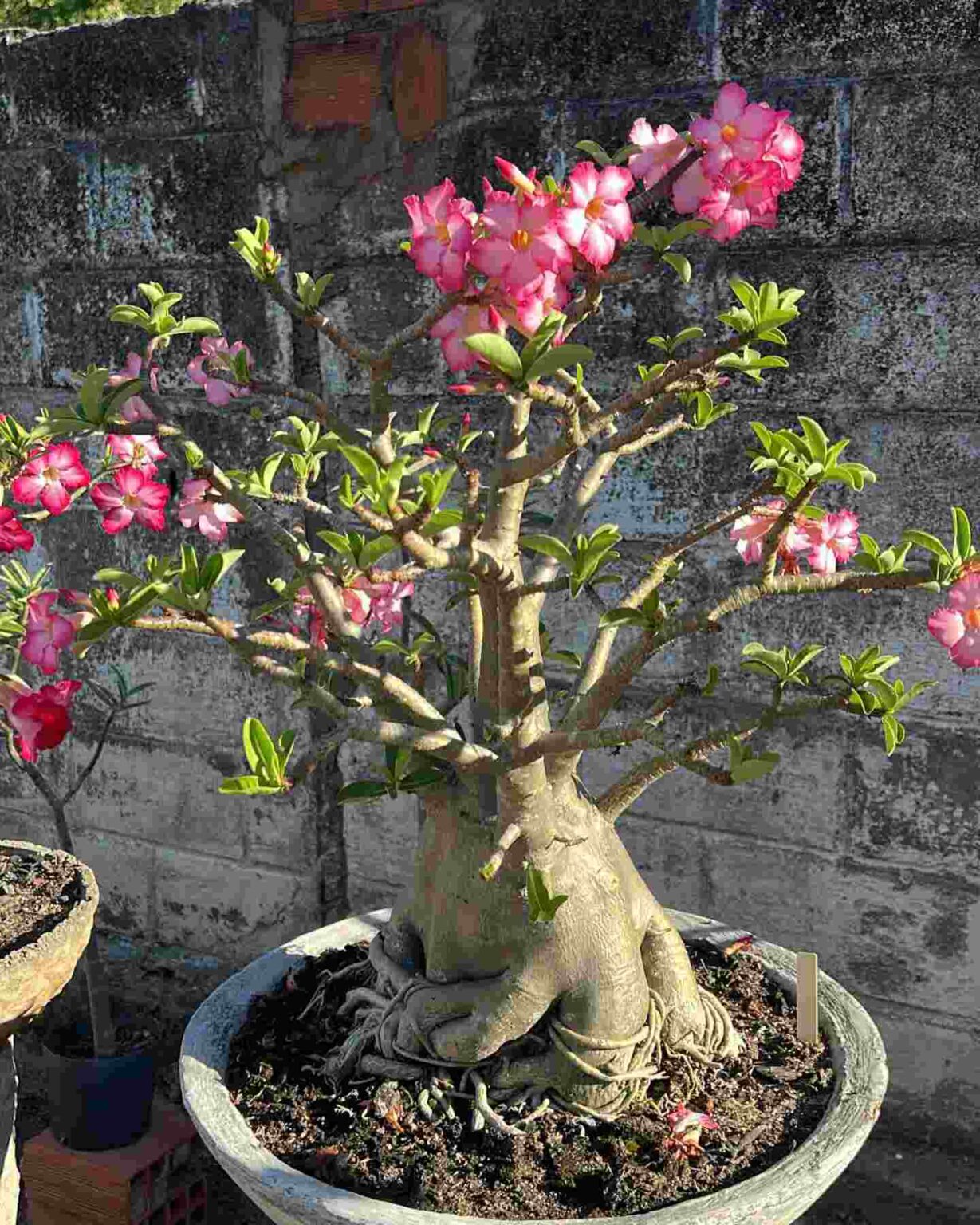 How To Diagnose and Treat Root Rot in Desert Roses - Handy Gardening