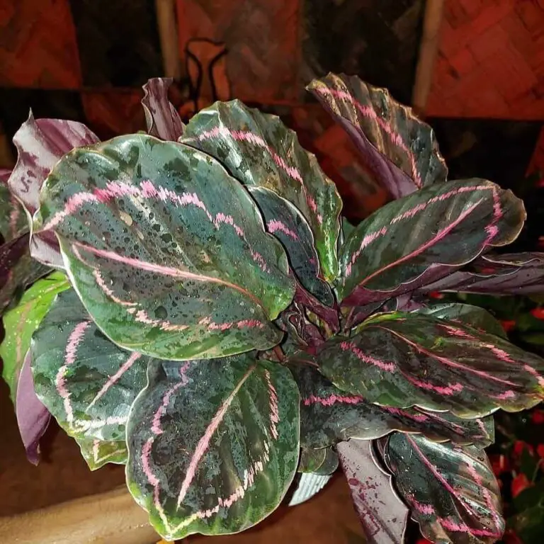 How To Fix A Leggy Rose Painted Calathea