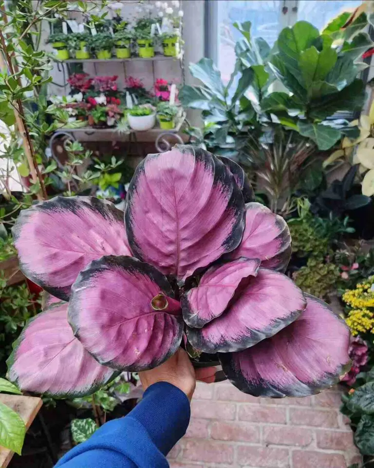 How To Grow Rose Painted Calatheas In LECA - Handy Gardening