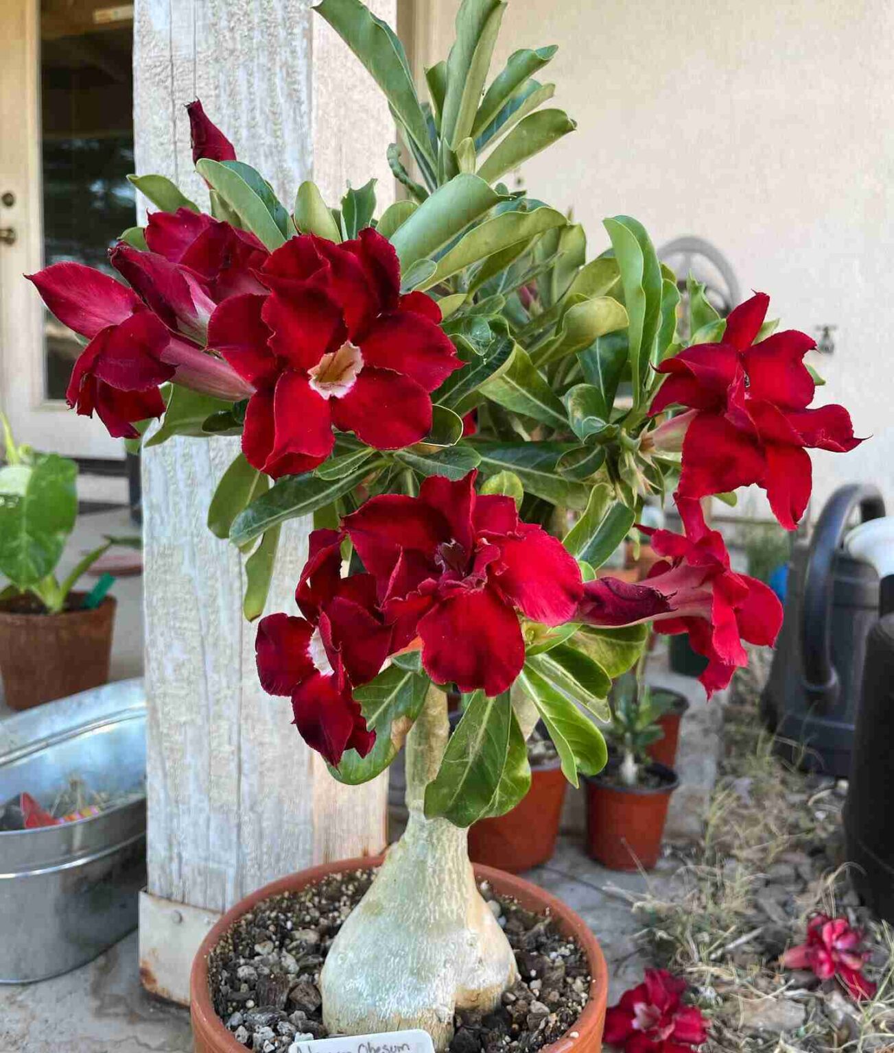 How To Make DIY Desert Rose Fertilizer At Home