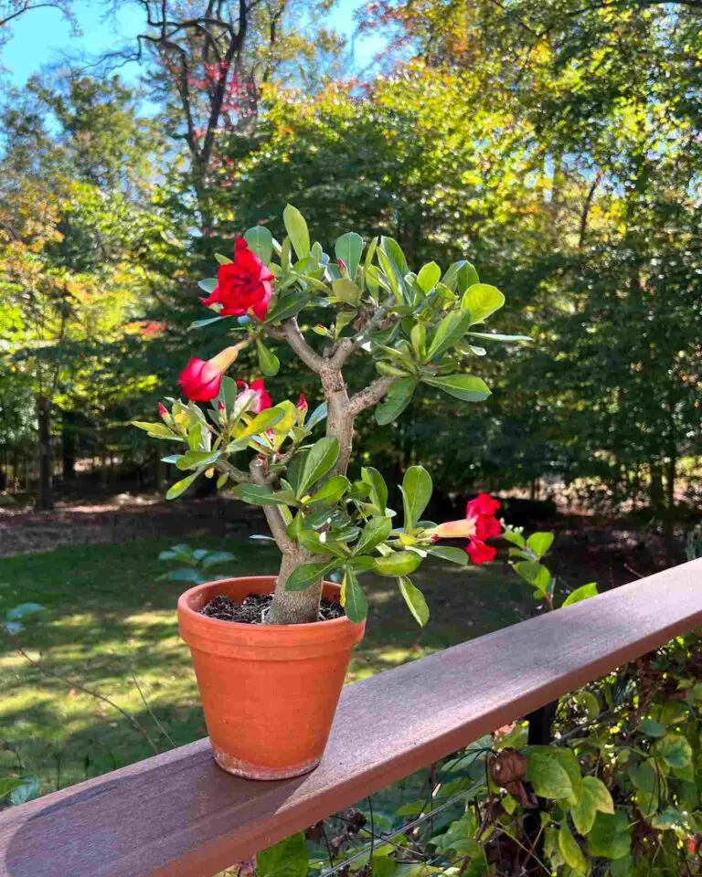 How to Grow and Care for Desert Roses?