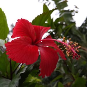 How to Install a Trellis For a Rose Of China - Handy Gardening