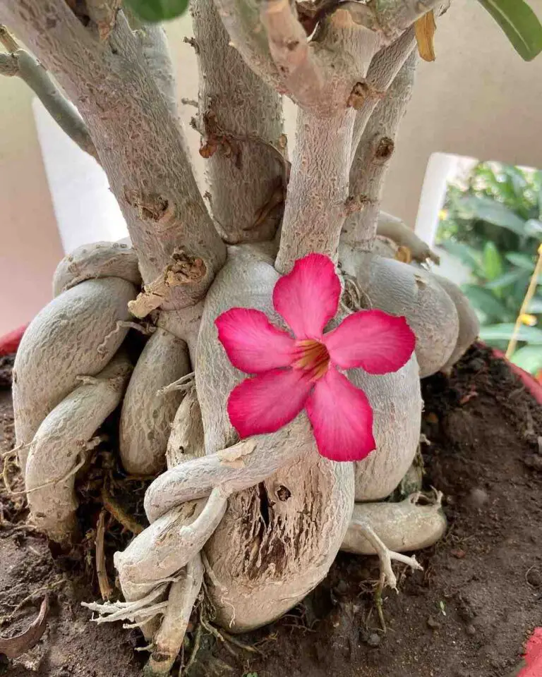 How to Propagate Desert Roses in Water