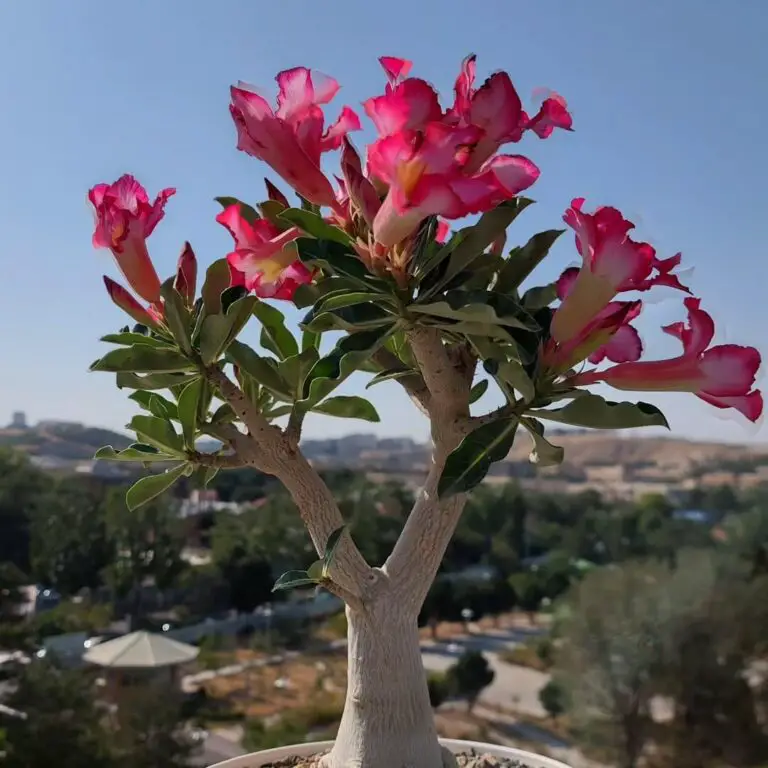 Types of Desert Rose Varieties - Handy Gardening