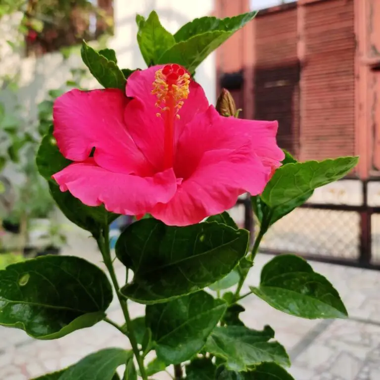 What To Do About Rose Of China Stem Rot