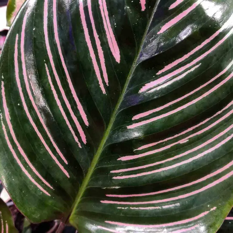 Why Is The Rose Painted Calathea Falling Over?