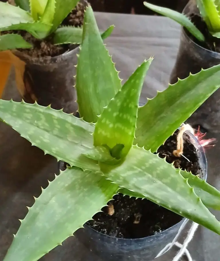 Aloe Vera Cold Tolerance: Protecting Your Plant During the Winter