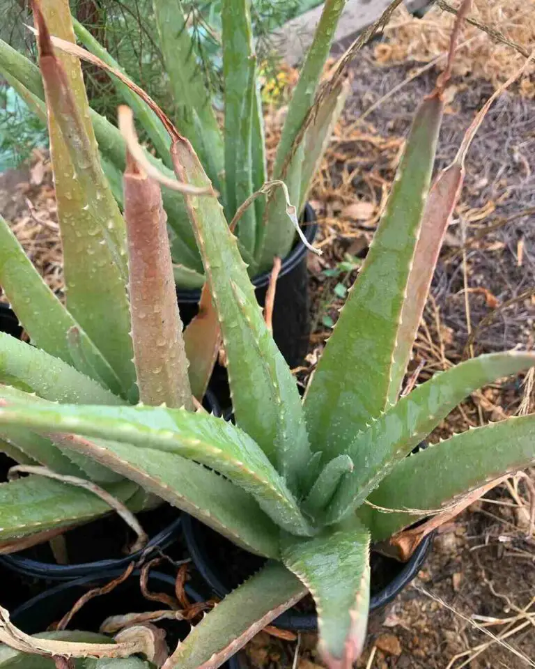 Aloe Veras in the Wild: Discovering Their Natural Habitat and ...