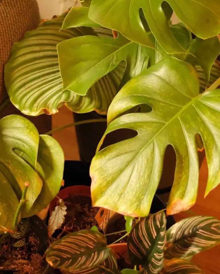 Best Grow Light For Monsteras: A Complete Guide to Thriving Indoor Plants