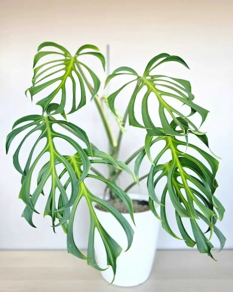 How to Grow And Care For Monstera: A Beginner’s Guide