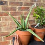 How to Repot Aloe Vera: A Step-by-Step Guide for Healthy Growth